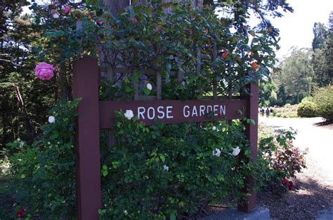 Rose Garden Rose Garden Maza Flickr