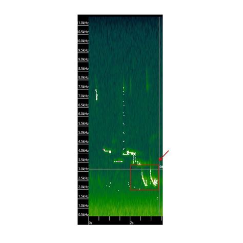 Bird Spectrograms A Treasure Trove Of Information