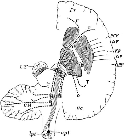 Brain Showing Connection Of Frontal Occipital Lobe With Cerebellum Clipart Etc