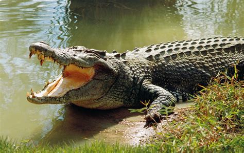 10 Mind Blowing Crocodile Facts The Sophisticated Heart Of Crocodiles