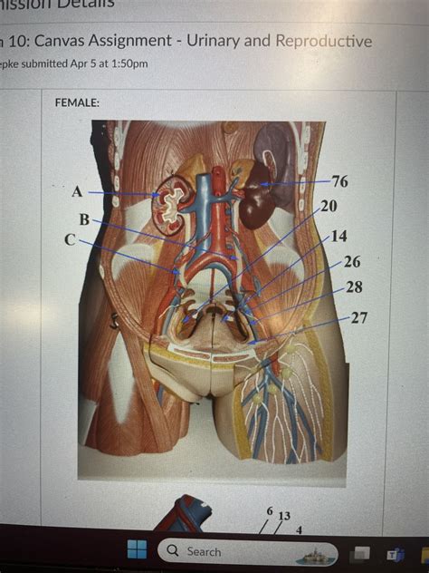 Female Canvas Assignment Part Diagram Quizlet