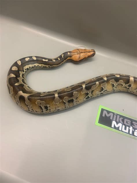 Sumatran Short Tailed Python By Mikes Mutations Morphmarket