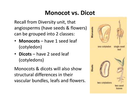 Monocot Vs Dicot Leaf Vascular Bundle Differences