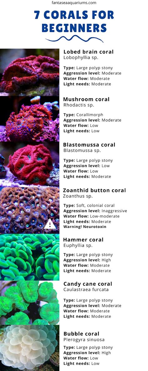 Soft Coral Types For Beginners At Lucile Hart Blog