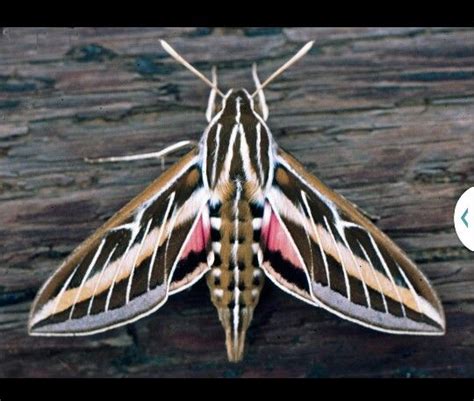 Banded Sphinx Moth Tattoo Inspiration