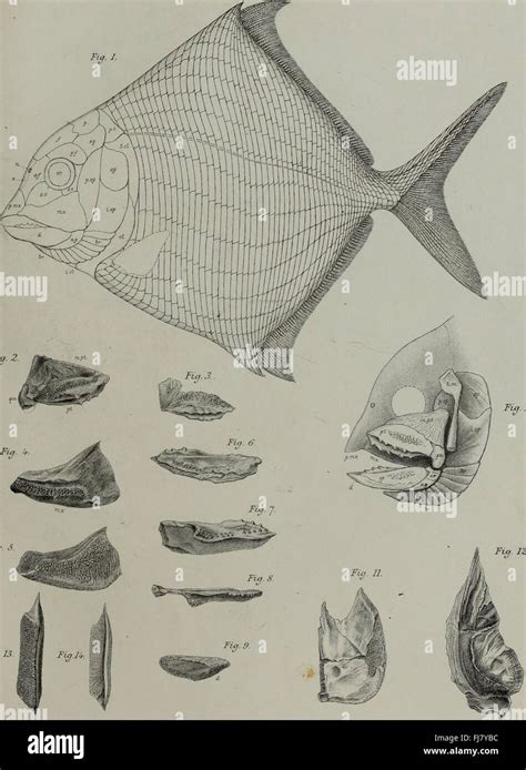 Scientific Journal Covering Research In Natural Sciences Mathematics And Humanities Published