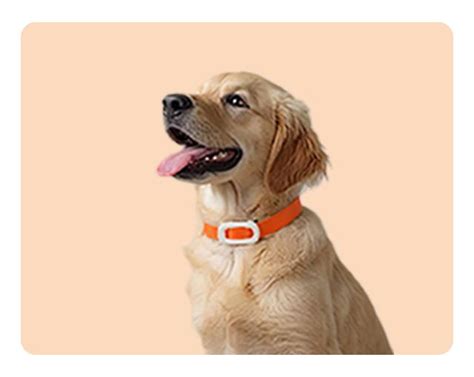 My Female Dog Licking Her Privates More Than Usual