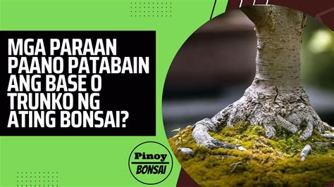 Proven Ways To Thicken The Trunk Base Of Your Bonsai Trees Tagalog