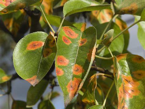 Пятна На Листьях Груши Фото