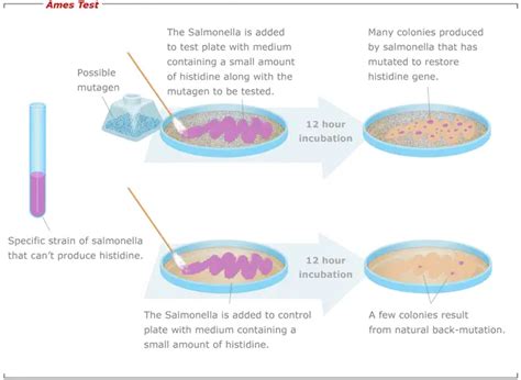 Ames Test Principle Procedure Result Limitation Applications