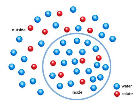 Chapter 2 Cell Structure And Function Flashcards Quizlet