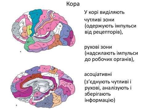 Будова та функції кінцевого мозку презентация онлайн