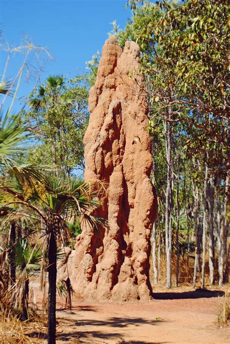Cathedral Termite Mound At Litchfield Np Termites Beautiful Bugs