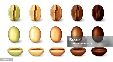 커피 콩 현실적인 벡터 그림입니다 까맣고 백색과 갈색 커피 향기 음료 씨 또는 곡물 카페인 자연물 아라비카 또는 카푸치노 아침