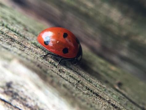 Premium Photo Close Up Of Ladybug On Wood