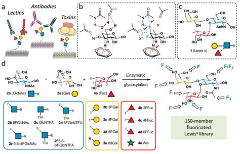 A A Glycan Motif Such As Lewis X On Surface Of Different Cell Types Is