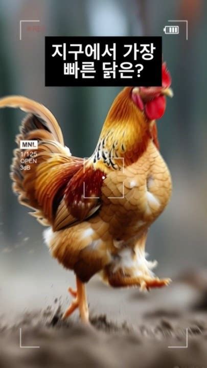 지구에서 가장 빠른 닭은넌센스퀴즈를 풀어보세요넌센스퀴즈 Ai 아재개그 아재개그모음 개그배틀 언어유희 메모리 말장난 웃긴영상 챗gpt 인공지능 Youtube