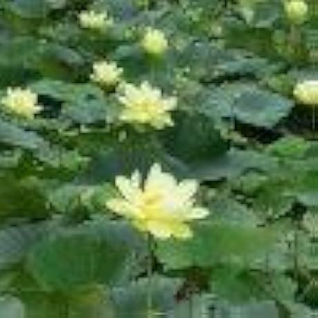 VTech InnoTab Monsters University Game Software Amazon Ca Toys Games