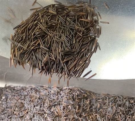 Dance Your Own Manoomin