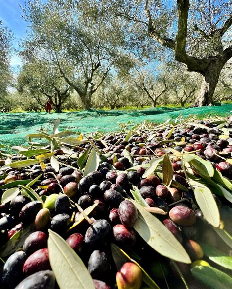 Salumi Tomassoni Ecco Il Nostro Guanciale Dallinconfondibile Forma