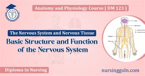 Basic Structure And Function Of The Nervous System The Nervous System And Nervous Tissue