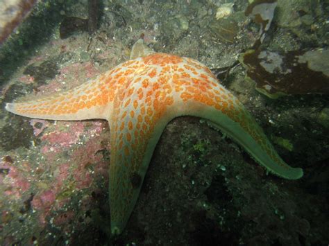 Starfish I M Still Having Issues With My Camera I Lost Th Flickr