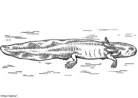 Normal Axolotl Coloring Page