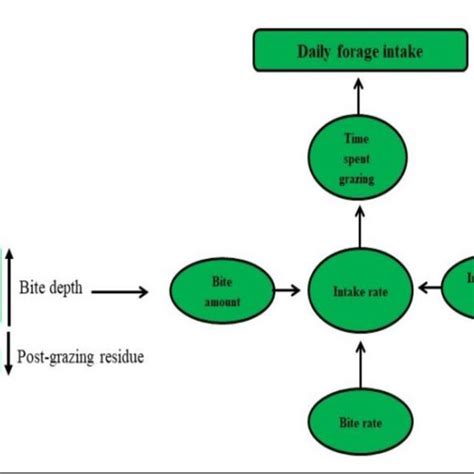 Components Of Ingestive Behavior Hodgson 1990 Dias Silva 2020 Download Scientific Diagram