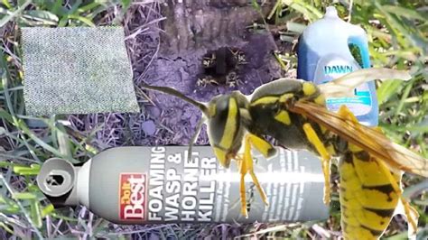 How To Get Rid Bumble Bee Nest At Edward Cramer Blog