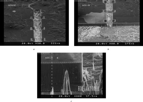 Appearance Of Grass‐like Features At The Bottom Surfaces Of The Etched Download Scientific