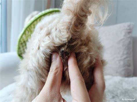 강아지 항문낭 짜기 항문 부음 똥꼬스키 이유 네이버 블로그