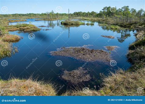 Bog Landscape Spring Colored Bog Vegetation Small Bog Lakes Islands Covered With Small Bog