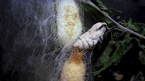 Moth Coming Out Of Cocoon