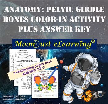 Anatomy Pelvic Girdle Bones Color In ACTIVITY Plus ANSWER KEY TPT