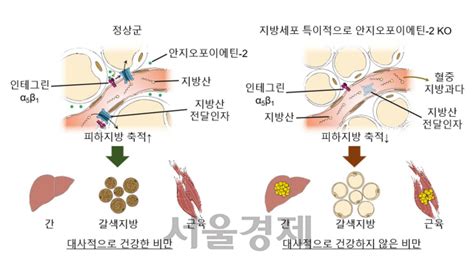 건강한 비만 유도 원리 규명비만·당뇨병·고혈압 치료 새 길 열어 서울경제