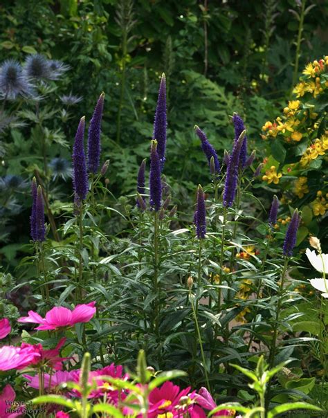 Veronica First Glory