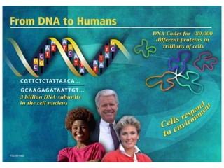 Humans Dna Structure PPT