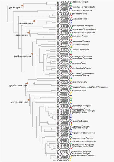 The Phylogram Was Constructed Using The Unweighted Pair Group Method Download Scientific