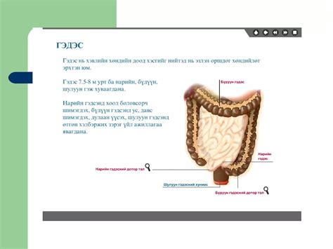 хүний хоол боловсруулах эрхтэн Ppt