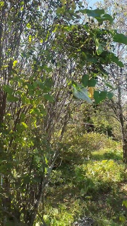 Кабачковое дерево 🌳 - YouTube
