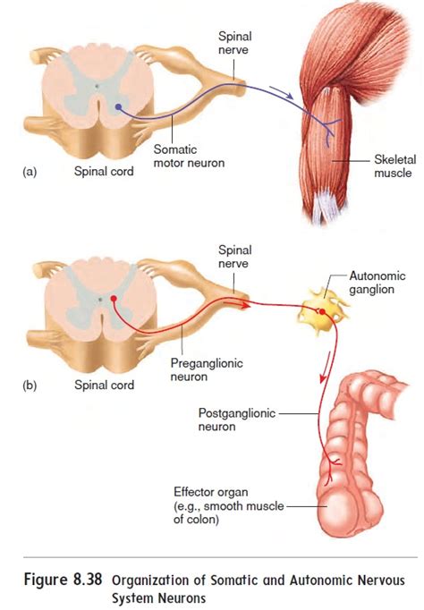 Autonomic Nervous System