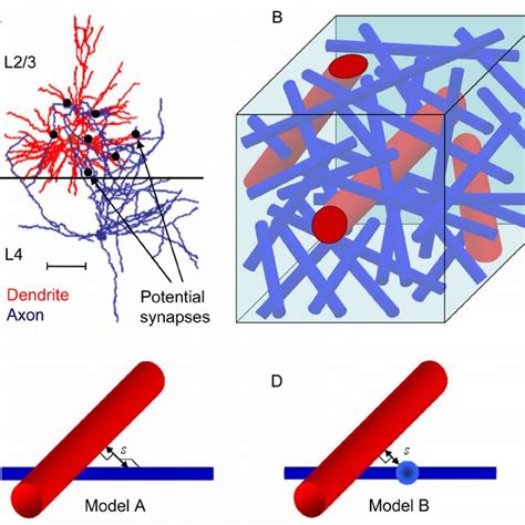 Potential For Structural Plasticity Download Scientific Diagram