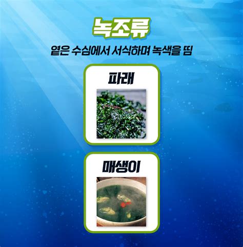 바다에도 채소가 산다 미세먼지 배출을 돕는 해조류 네이버 포스트