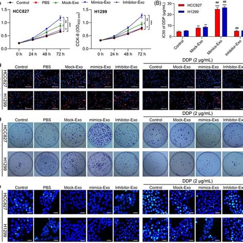 Non‐small‐cell Lung Cancer Nsclc Patient‐derived Cancer‐associated Download Scientific