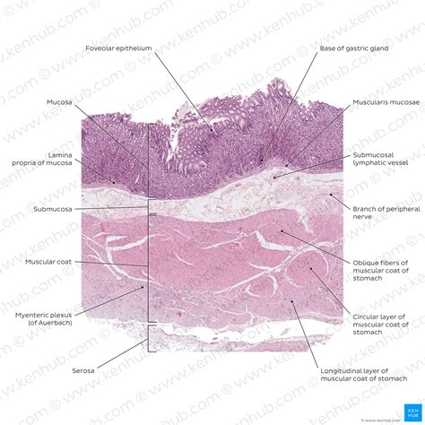 Submucosal Plexus Location Histology And Function Kenhub