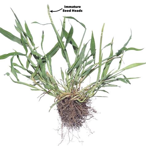 Crab Grass Identification At Sara Gardner Blog