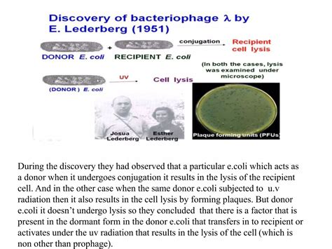 Structure Genome Organisation Gene Regulation Of Lambda Phage Pptx