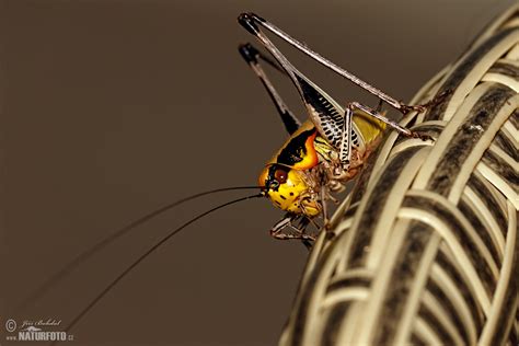 Grasshopper Photos Grasshopper Images Nature Wildlife Pictures