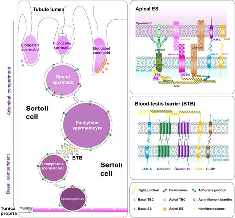 Figure 1 From Regulation Of Cell Junction Dynamics By Cytokines In The Testis A Molecular And