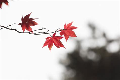 단풍 나뭇잎 가을 Pixabay의 무료 사진 Pixabay